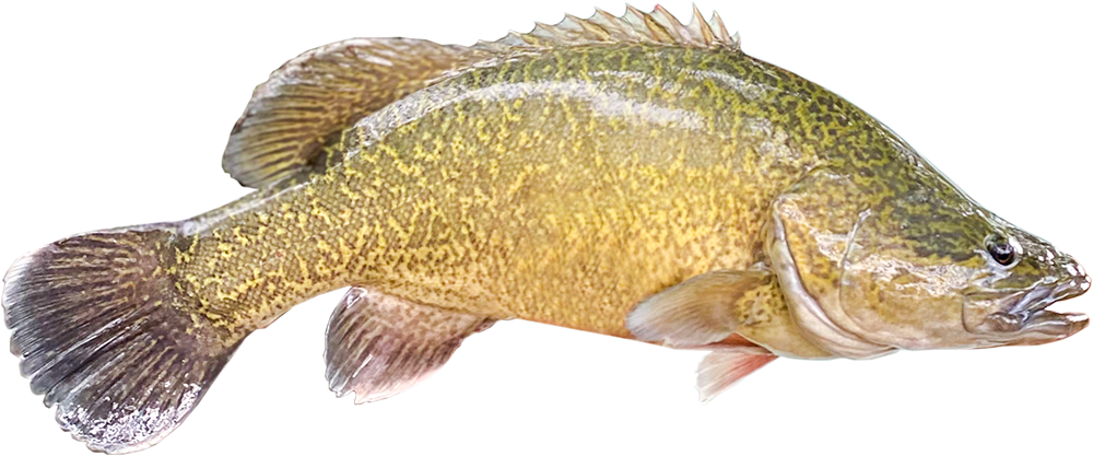Murray Cod - Species Guide